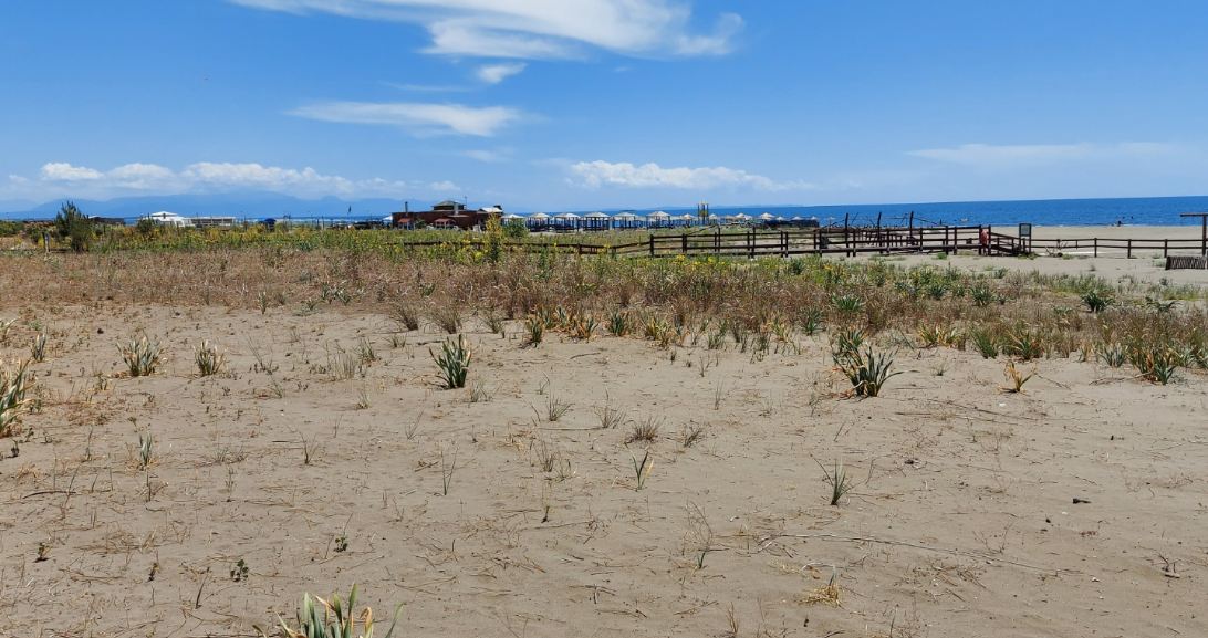 Obnovljene pješčane dine u zaleđu Velike plaže u Ulcinju ⋆ Radio Titograd